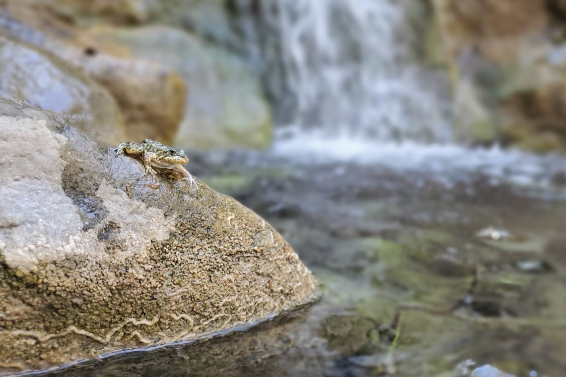 Critically Endangered Frogs Raised at the Aquarium of the Pacific ...