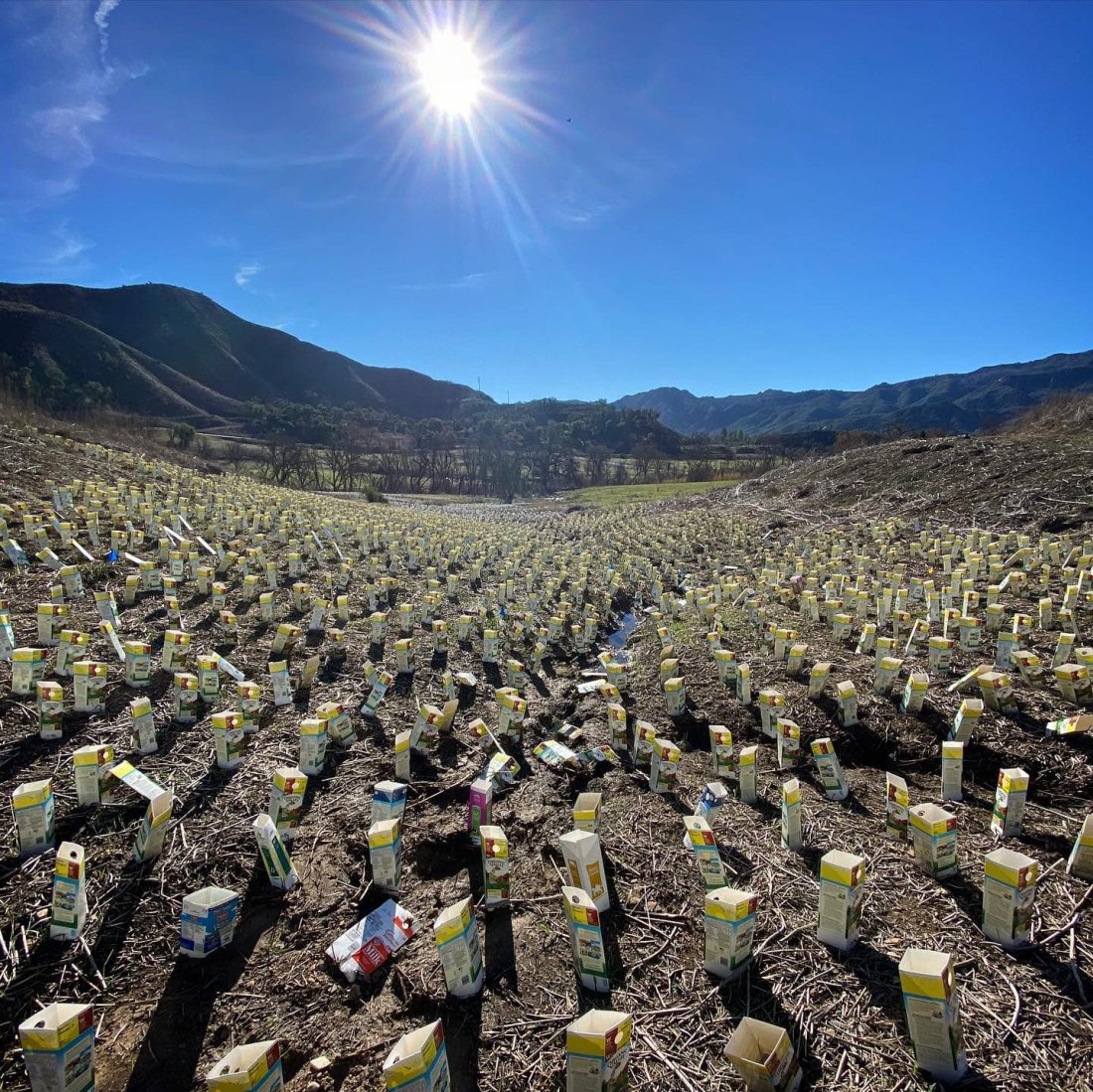 100,000 Native Plants Restored to Five Sites in Santa Monica Mountains ...